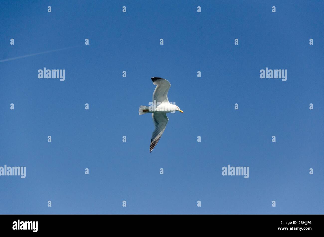 View of a seagull in flight against clear blue sky Stock Photo - Alamy