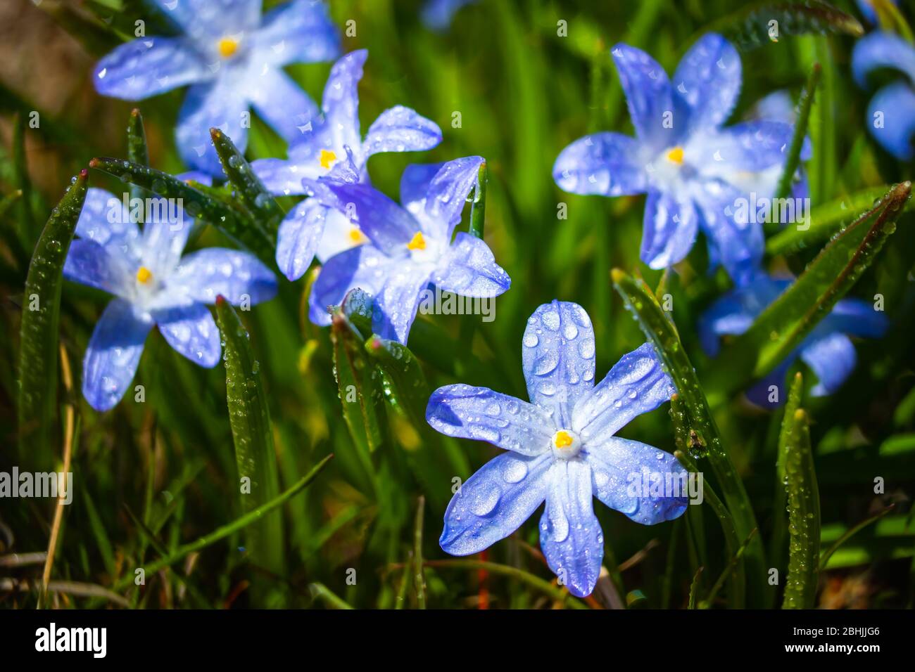 Closeup of blooming blue scilla luciliae flowers with raindrops in ...