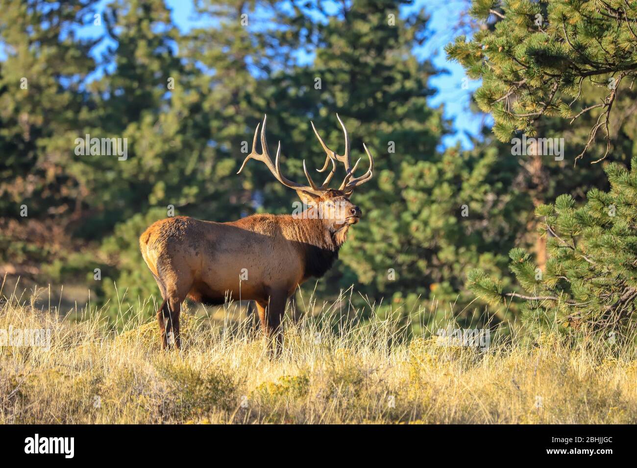 Bull elk with large antlers posing in a forest meadow Stock Photo - Alamy