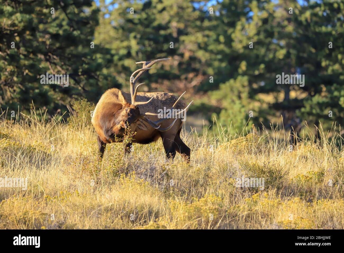 Large antlers elk hi-res stock photography and images - Alamy