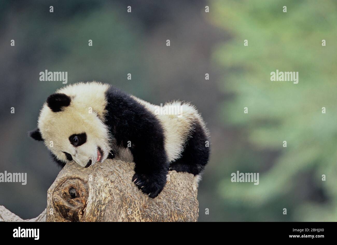 Wolong nature reserve red panda hi-res stock photography and images - Alamy