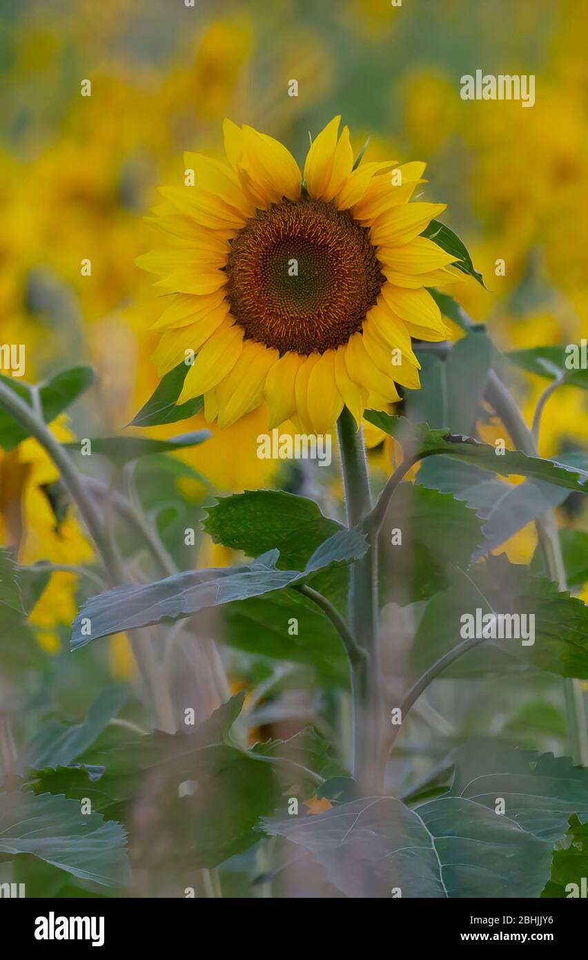 Sunflowers at sunrise in Canada Stock Photo - Alamy