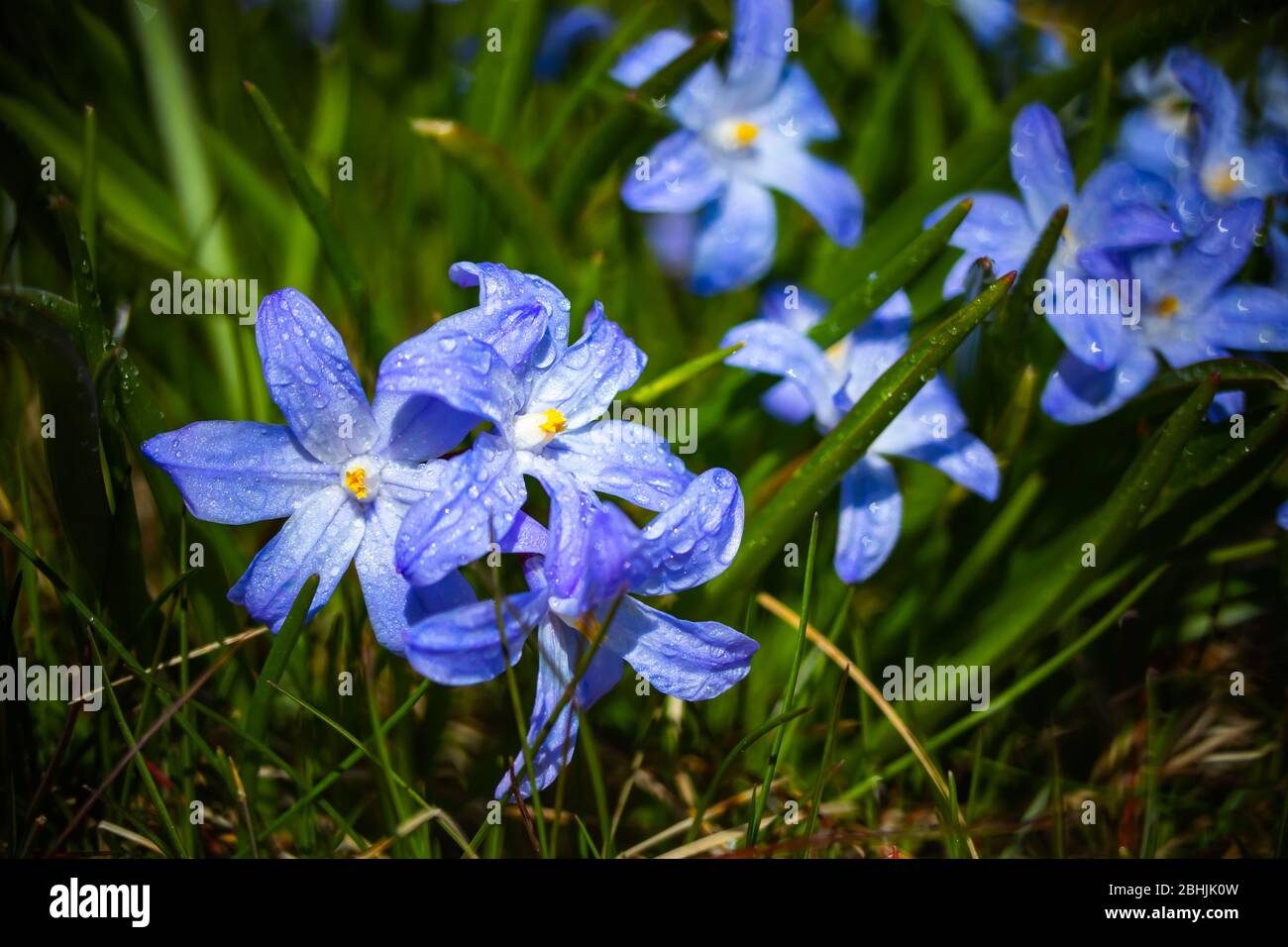 Closeup of blooming blue scilla luciliae flowers with raindrops in ...