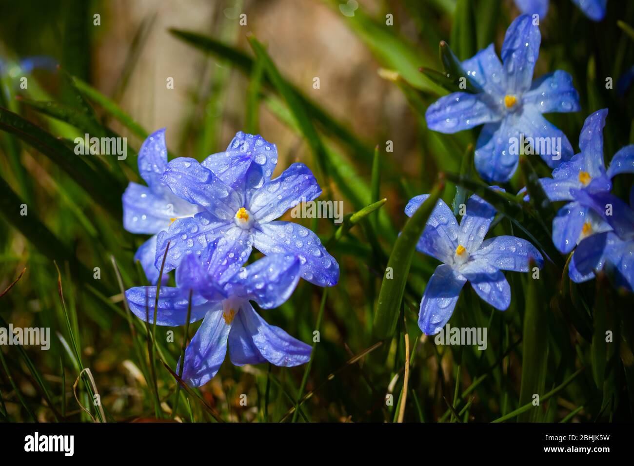 Closeup of blooming blue scilla luciliae flowers with raindrops in ...