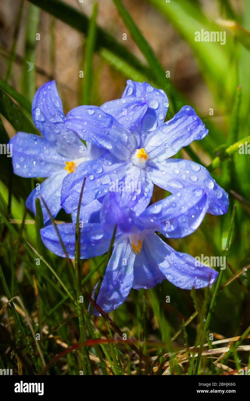 Closeup of blooming blue scilla luciliae flowers with raindrops in ...