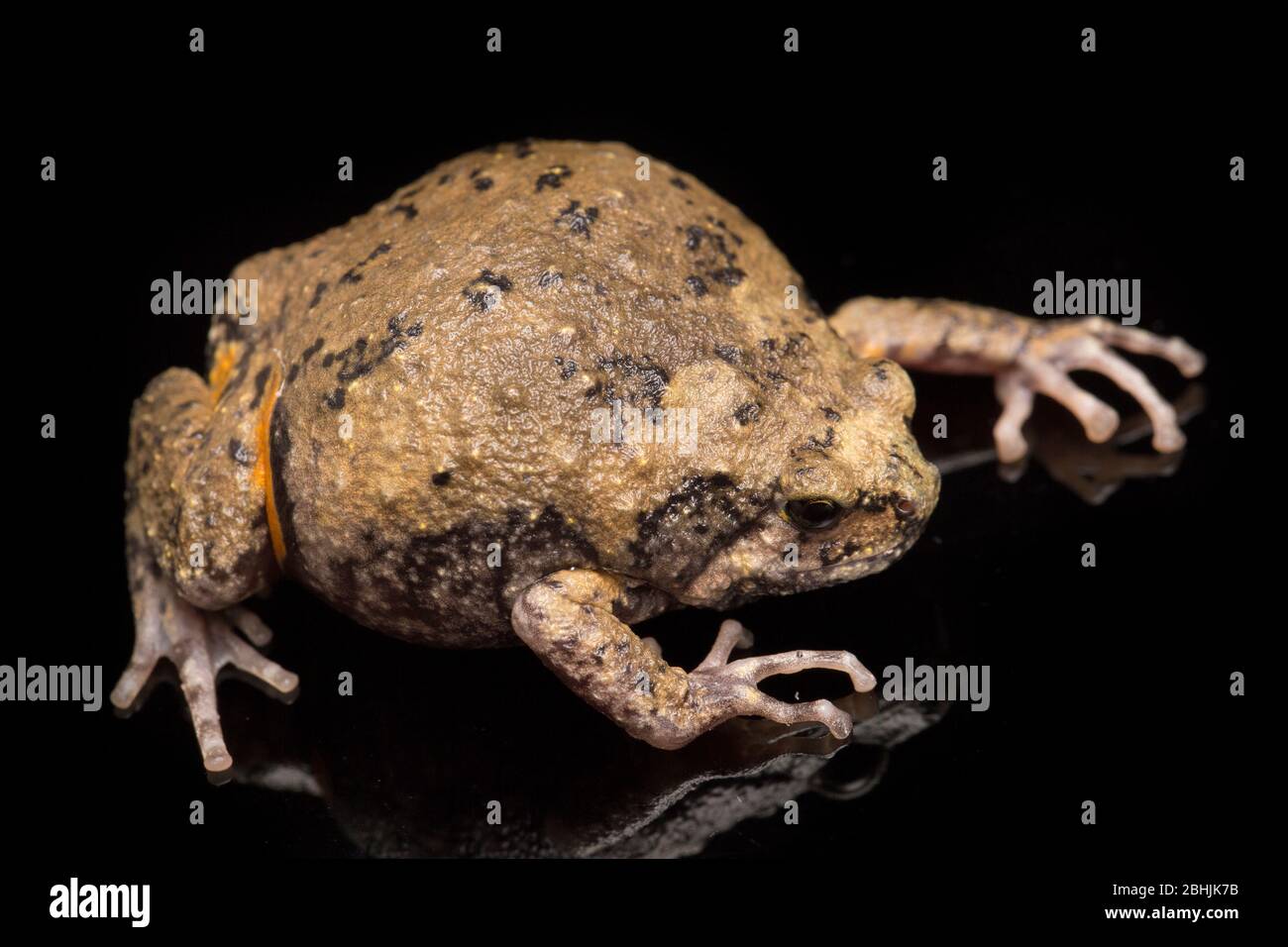 Banded bullfrog or Asian narrowmouth toads It also know chubby or ...