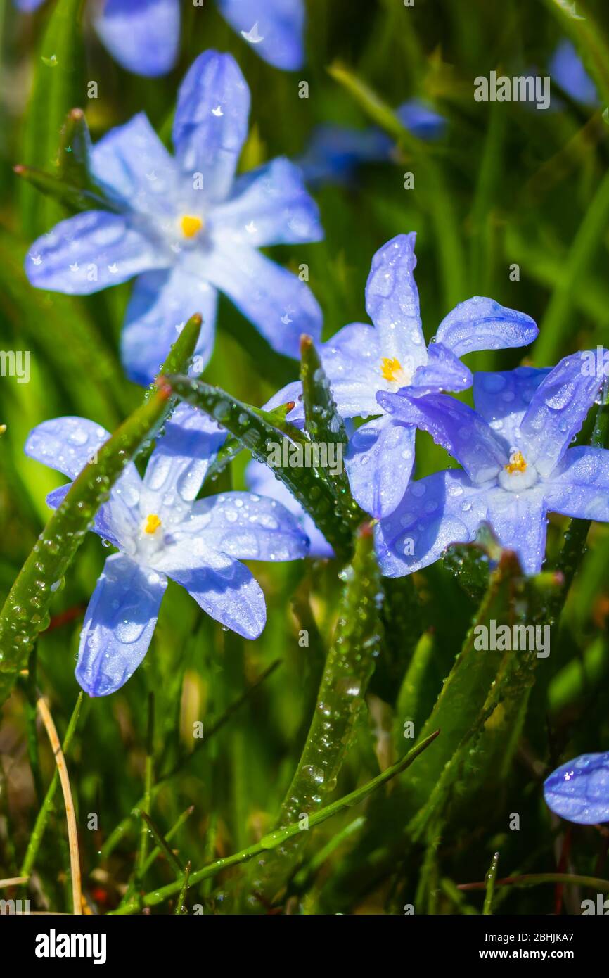 Closeup of blooming blue scilla luciliae flowers with raindrops in ...