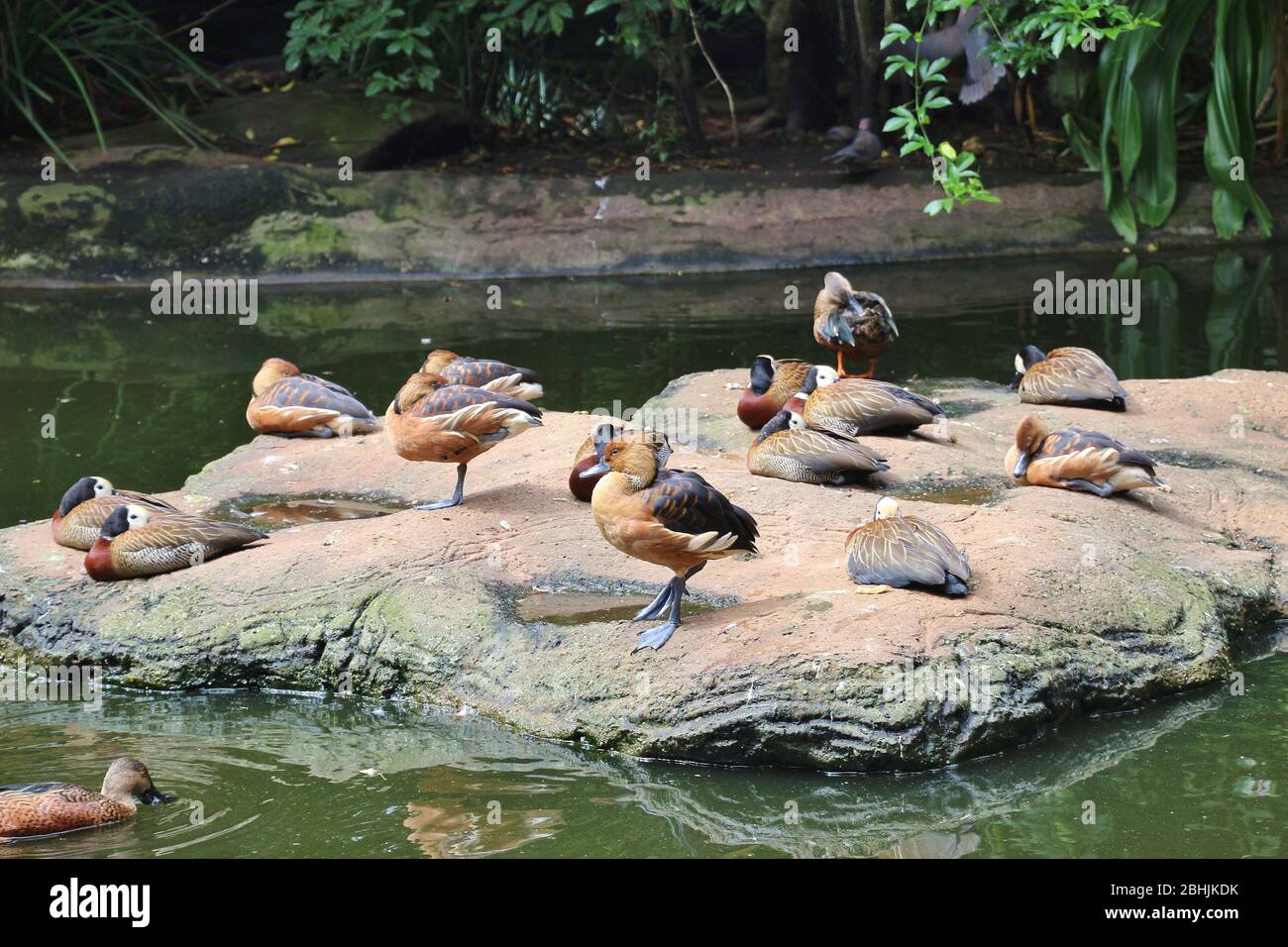 Various exotic ducks (White-faced and Fulvous Whistling ducks and a ...