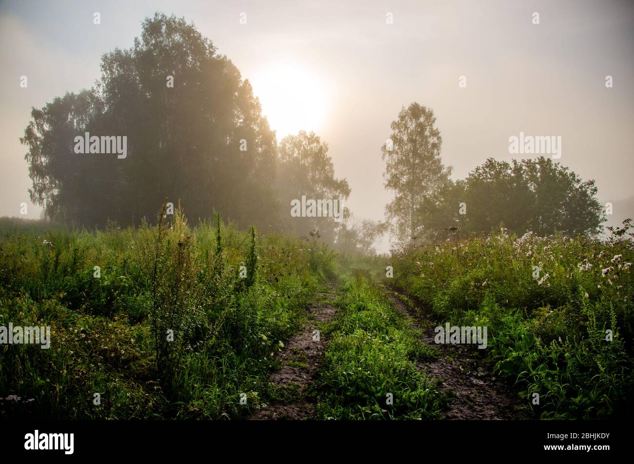 early morning. forest hiding in the fog. forest path Stock Photo - Alamy
