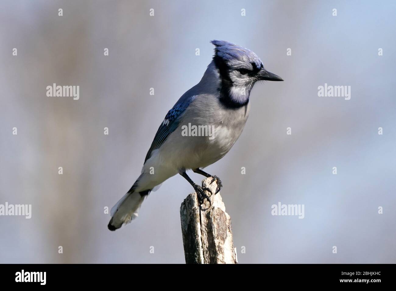 Blue Jay Flying High Resolution Stock Photography and Images - Alamy