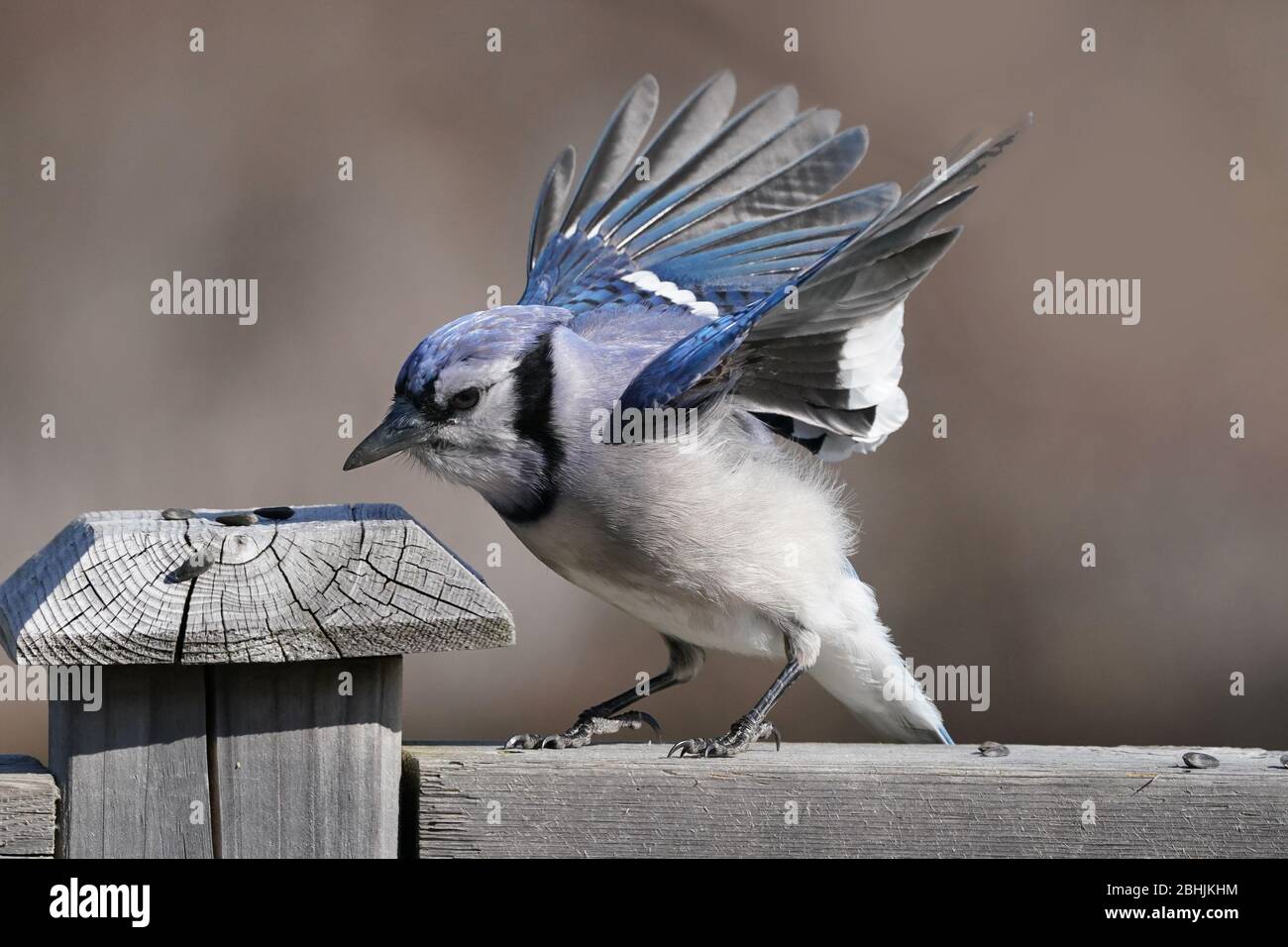 Blue Jay closeups Stock Photo - Alamy