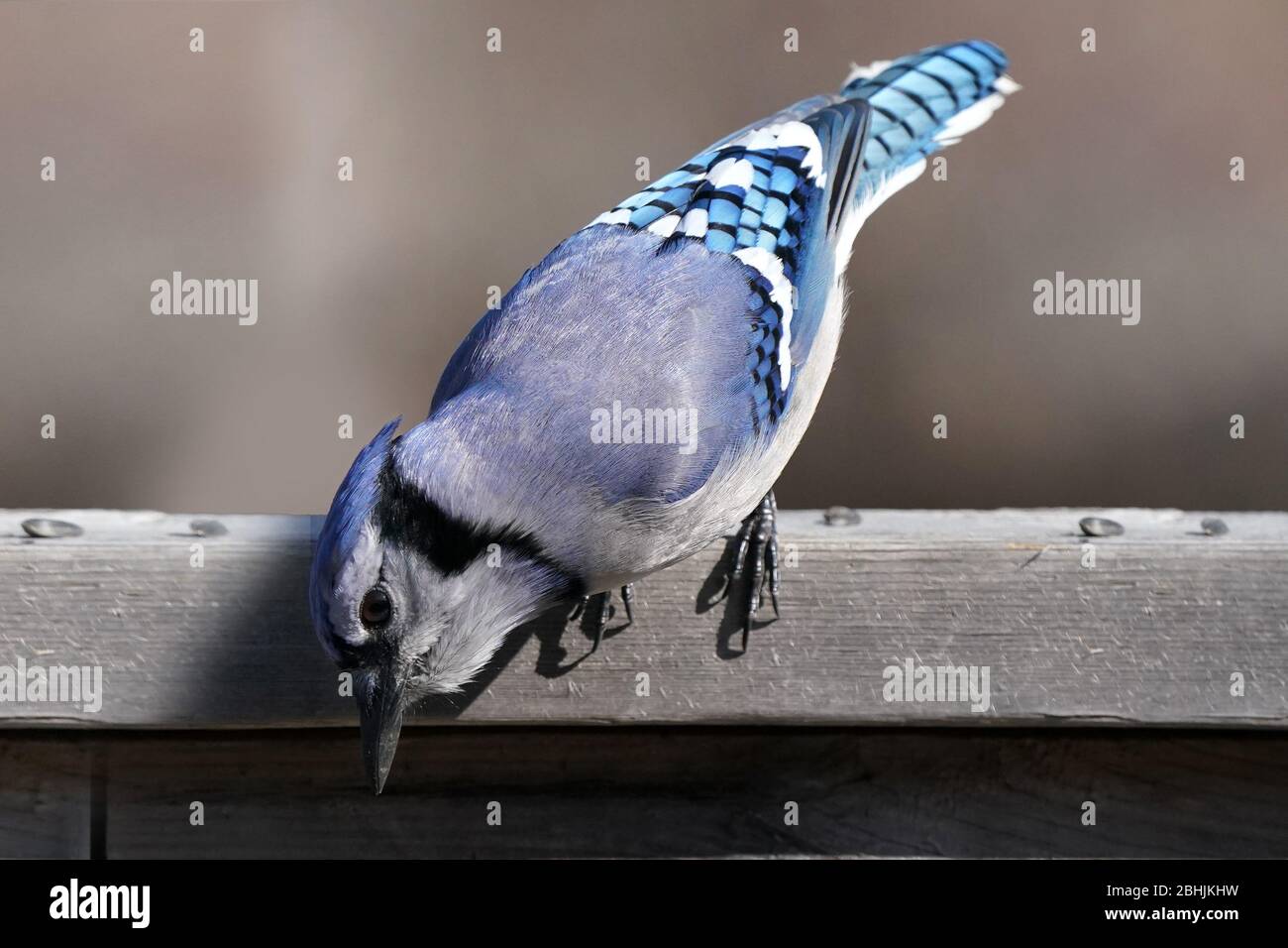 Blue Jay Flying High Resolution Stock Photography and Images - Alamy