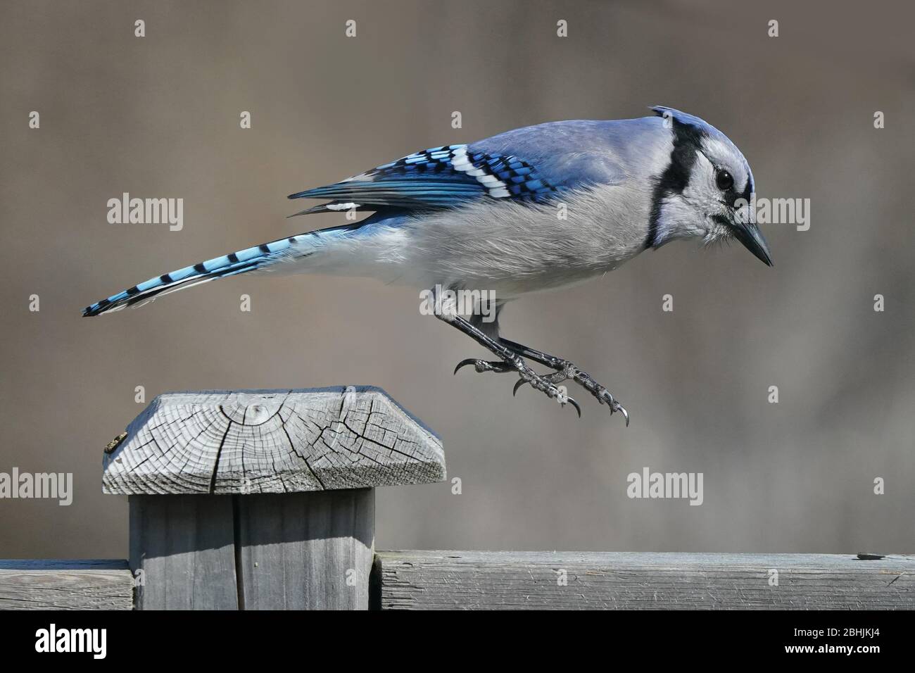 Blue Jay Flying High Resolution Stock Photography and Images - Alamy