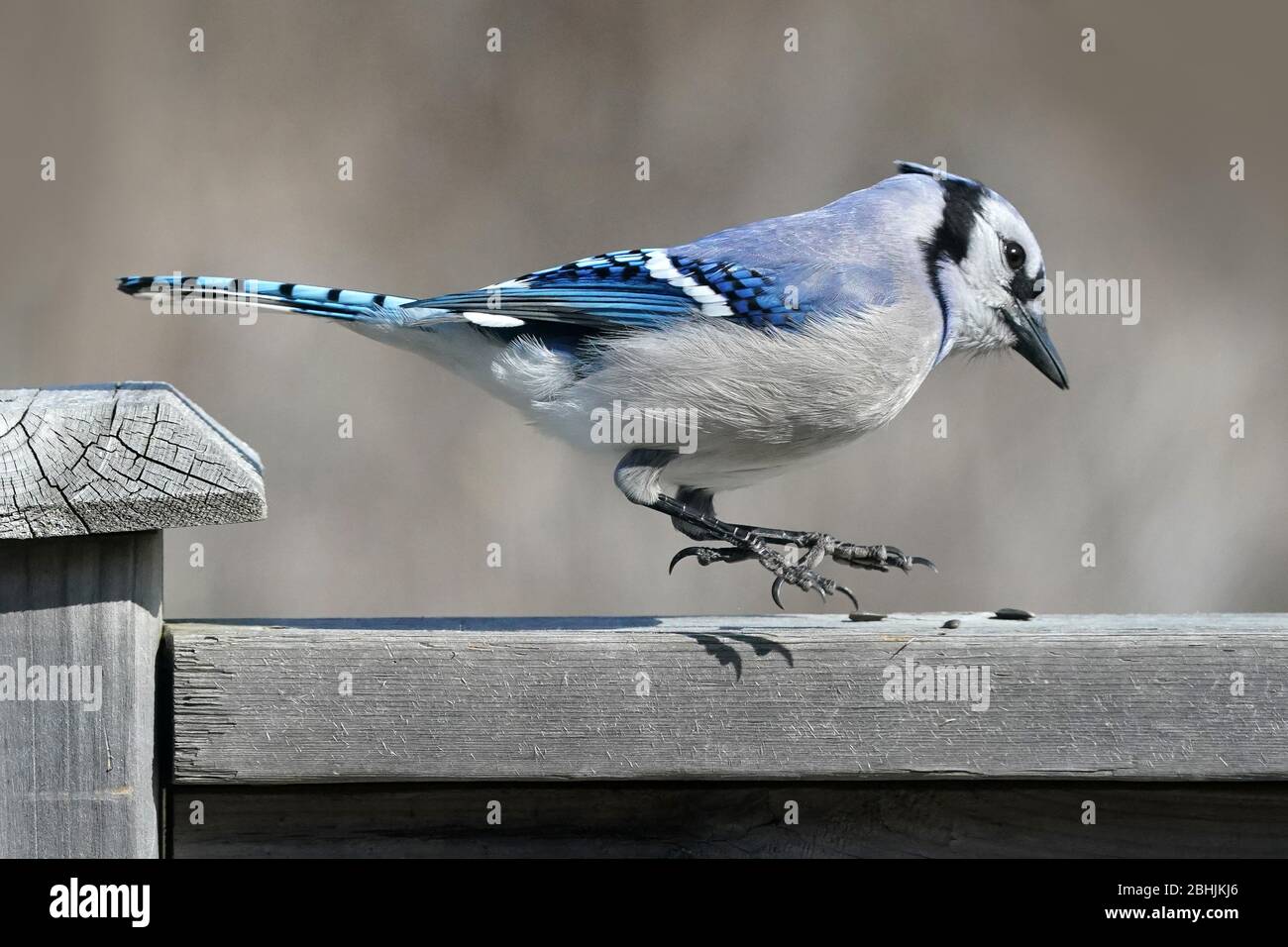 Blue Jay Flying High Resolution Stock Photography and Images - Alamy