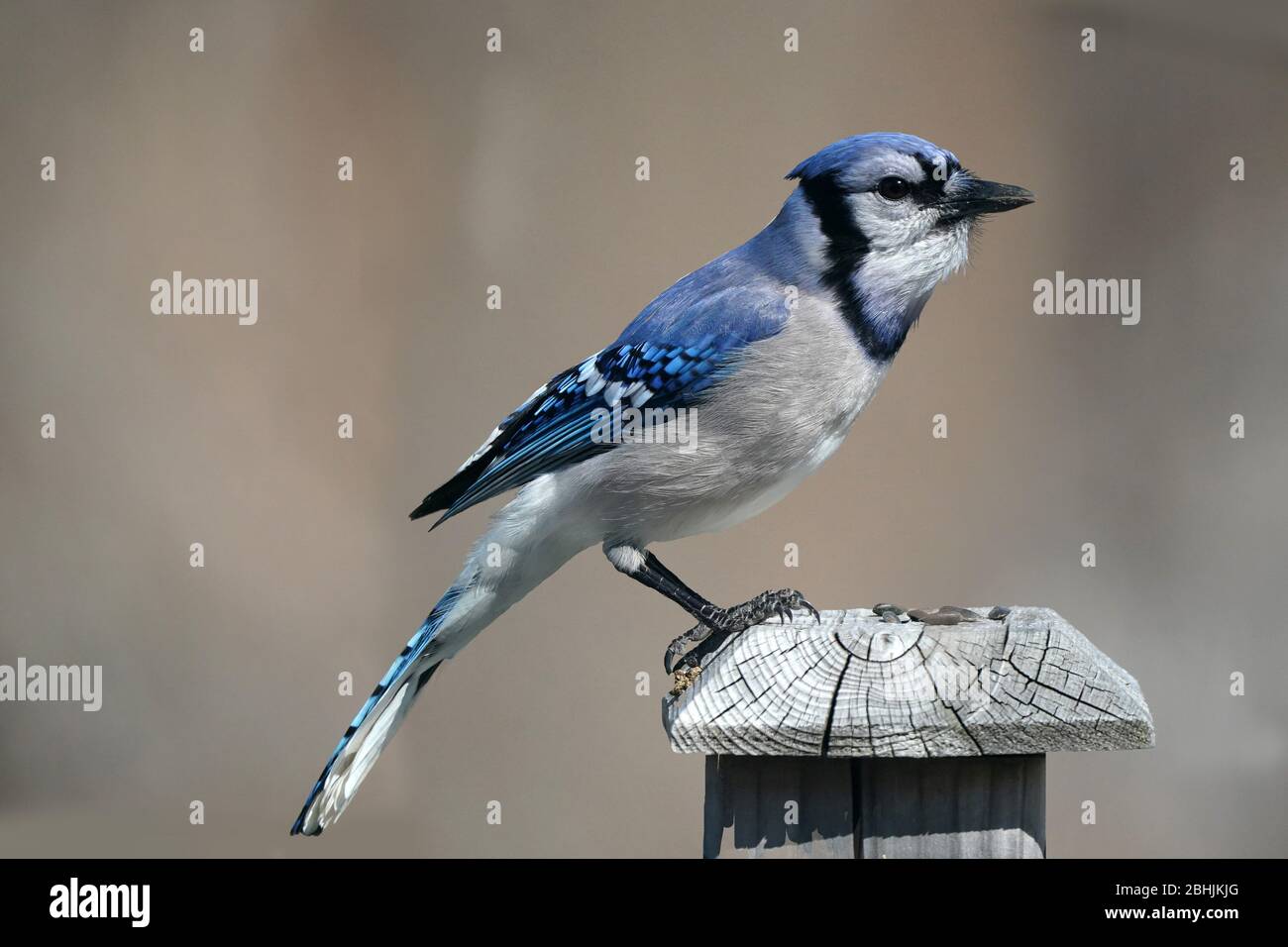 Blue Jay Flying High Resolution Stock Photography and Images - Alamy
