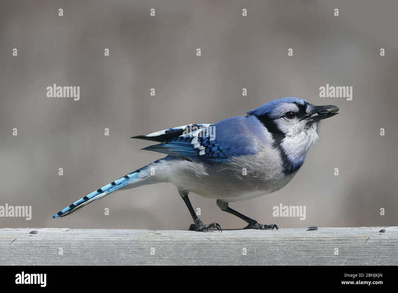 Blue Jay Flying High Resolution Stock Photography and Images - Alamy