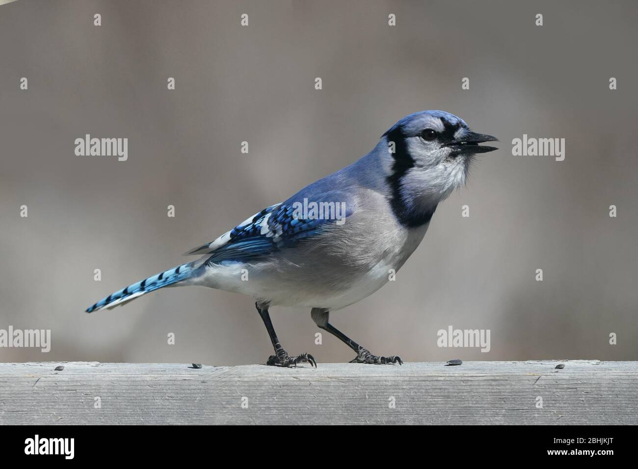Blue Jay Flying High Resolution Stock Photography and Images - Alamy