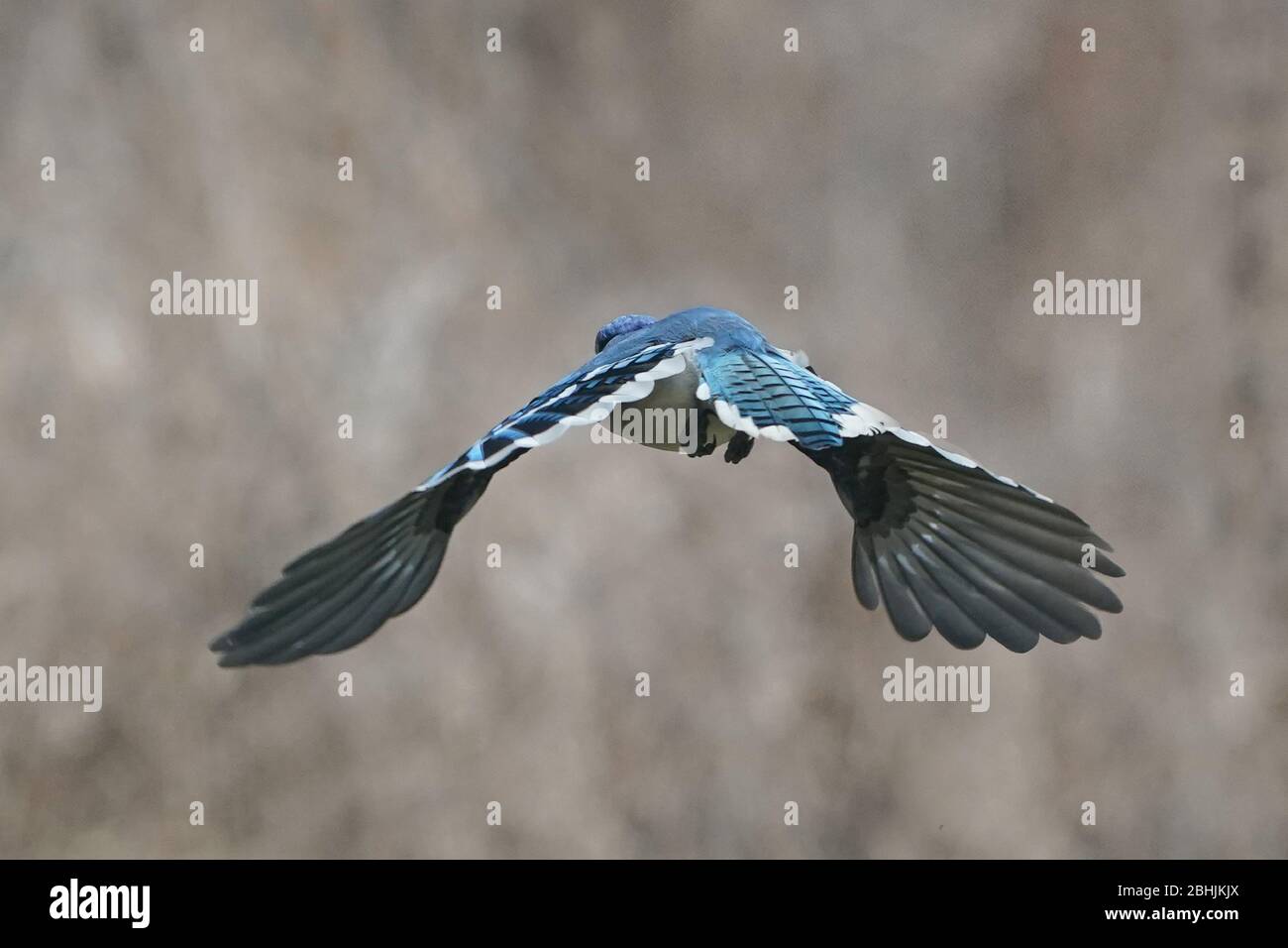 Blue Jay Flying High Resolution Stock Photography and Images - Alamy