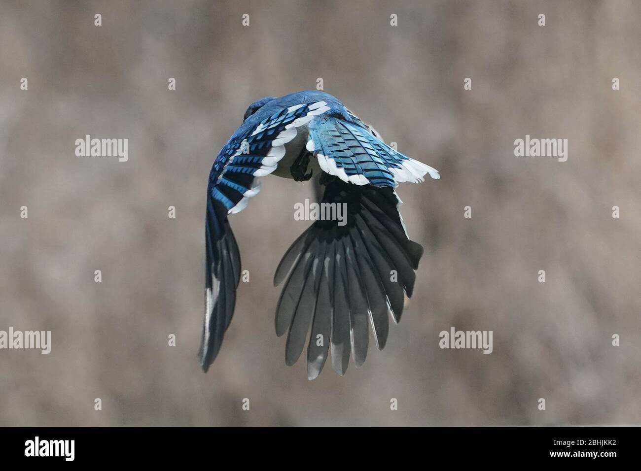 Blue Jay Flying High Resolution Stock Photography and Images - Alamy