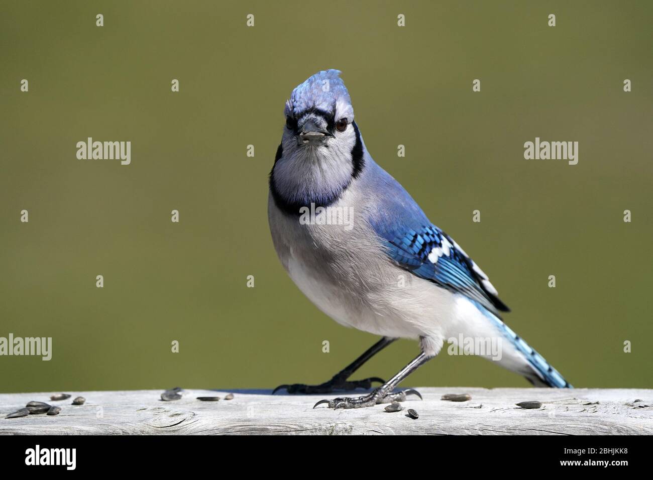 Blue Jay Flying High Resolution Stock Photography and Images - Alamy