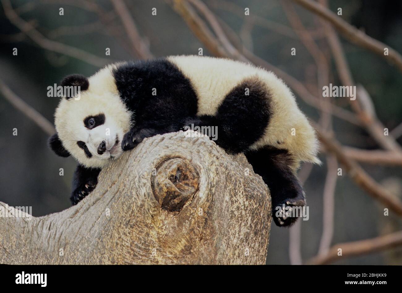 Chinese panda aggressive hi-res stock photography and images - Alamy