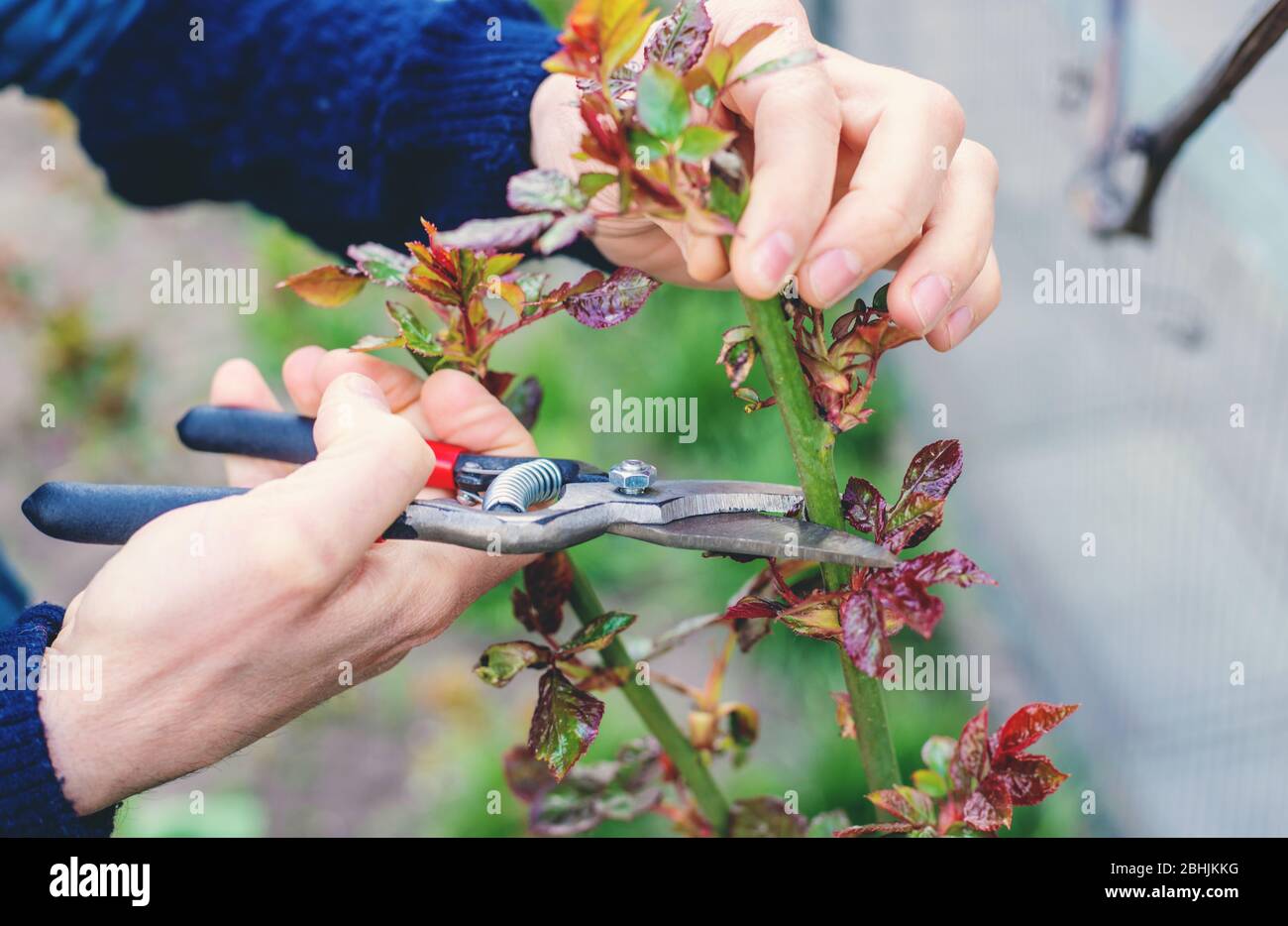 Gardener pruning red bush roses hi-res stock photography and images - Alamy