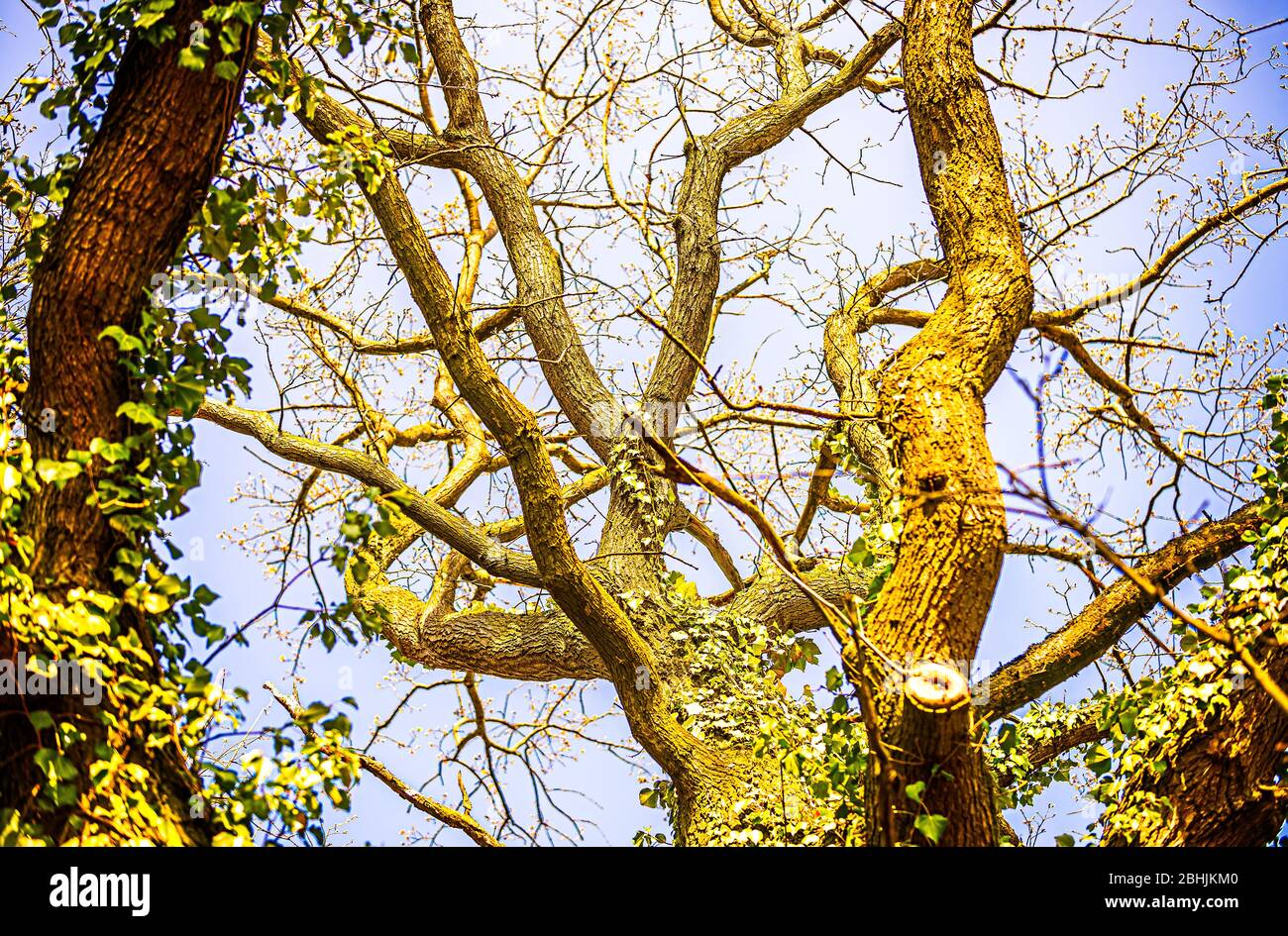 Tree in spring with the first buds Stock Photo - Alamy