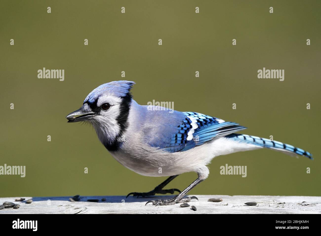 Blue Jay Flying High Resolution Stock Photography and Images - Alamy