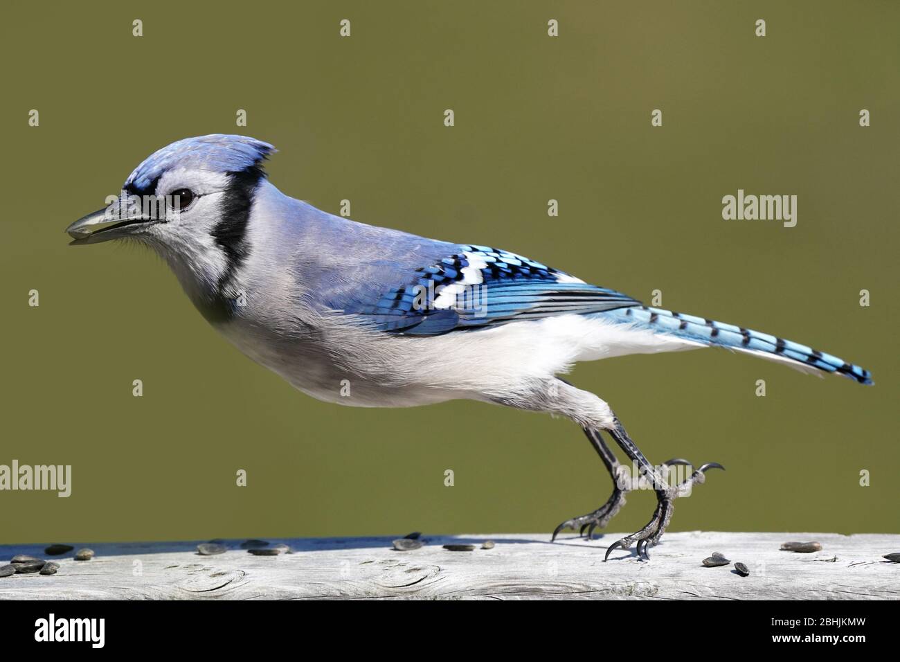 Blue Jay Flying High Resolution Stock Photography and Images - Alamy