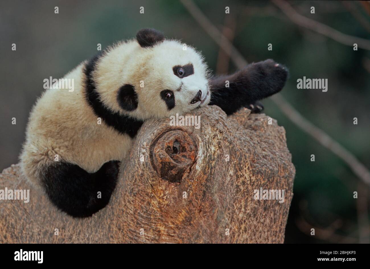 Chinese panda aggressive hi-res stock photography and images - Alamy