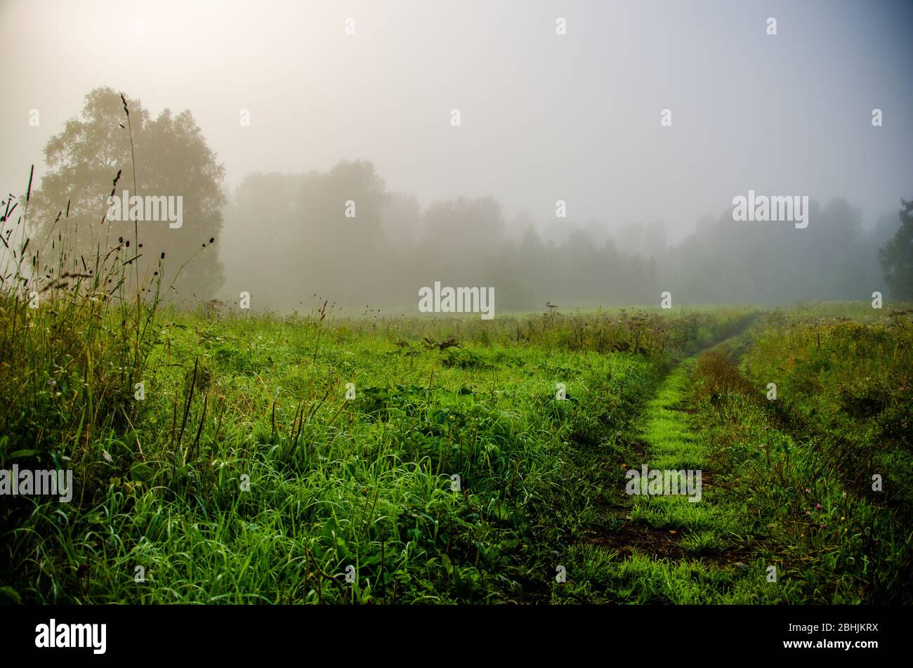 Early morning forest hi-res stock photography and images - Alamy