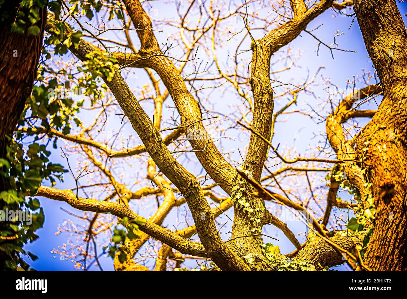 Tree in spring with the first buds Stock Photo - Alamy