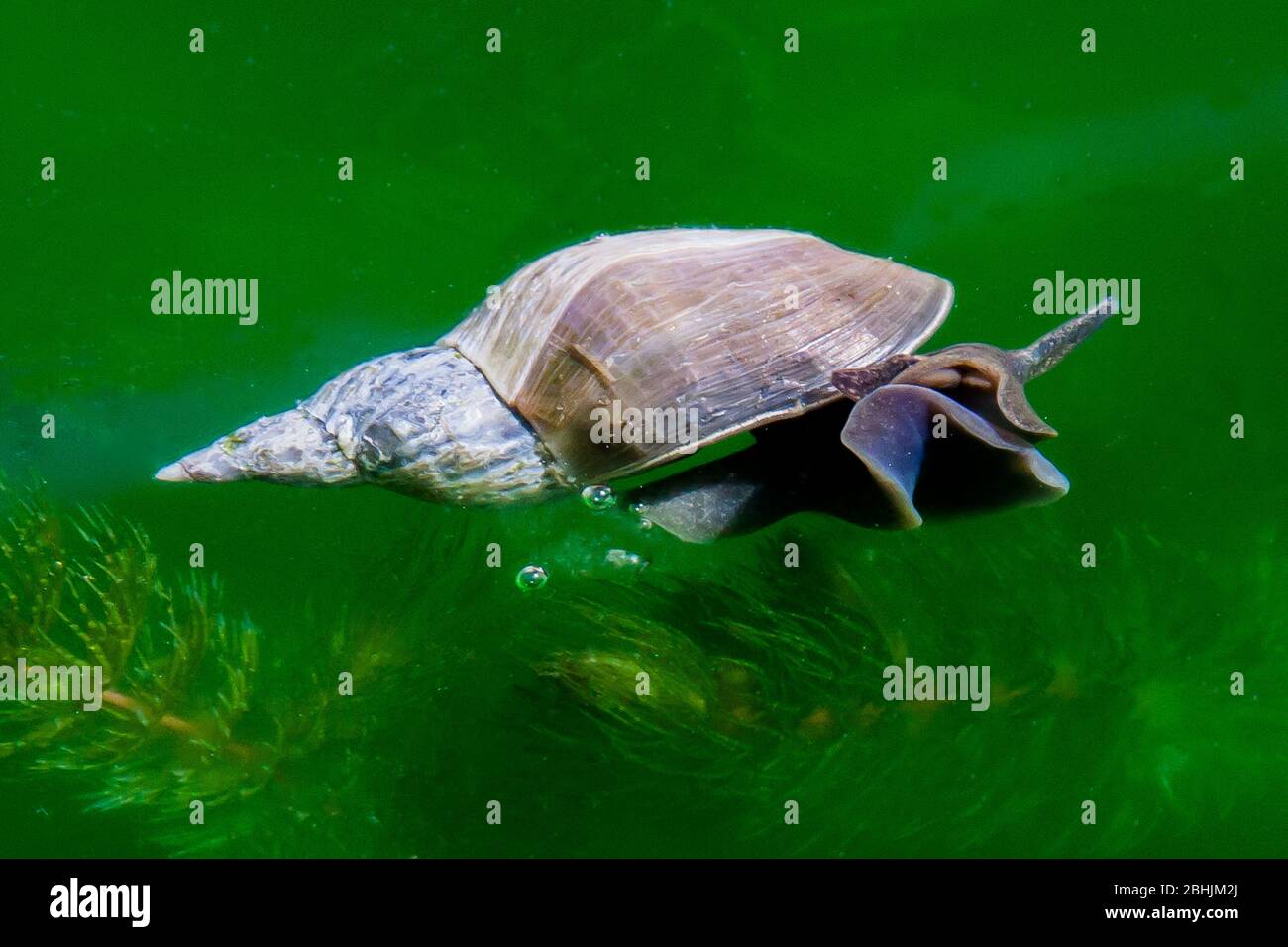 Lymnaea hi-res stock photography and images - Alamy