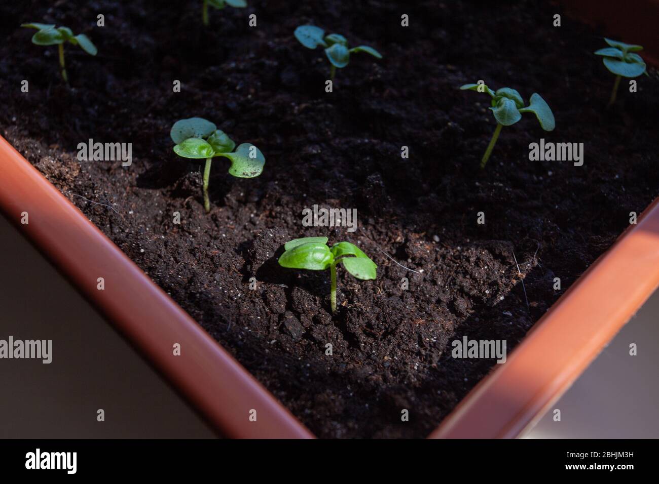 Small basil seedlings grown in a potted house Stock Photo - Alamy