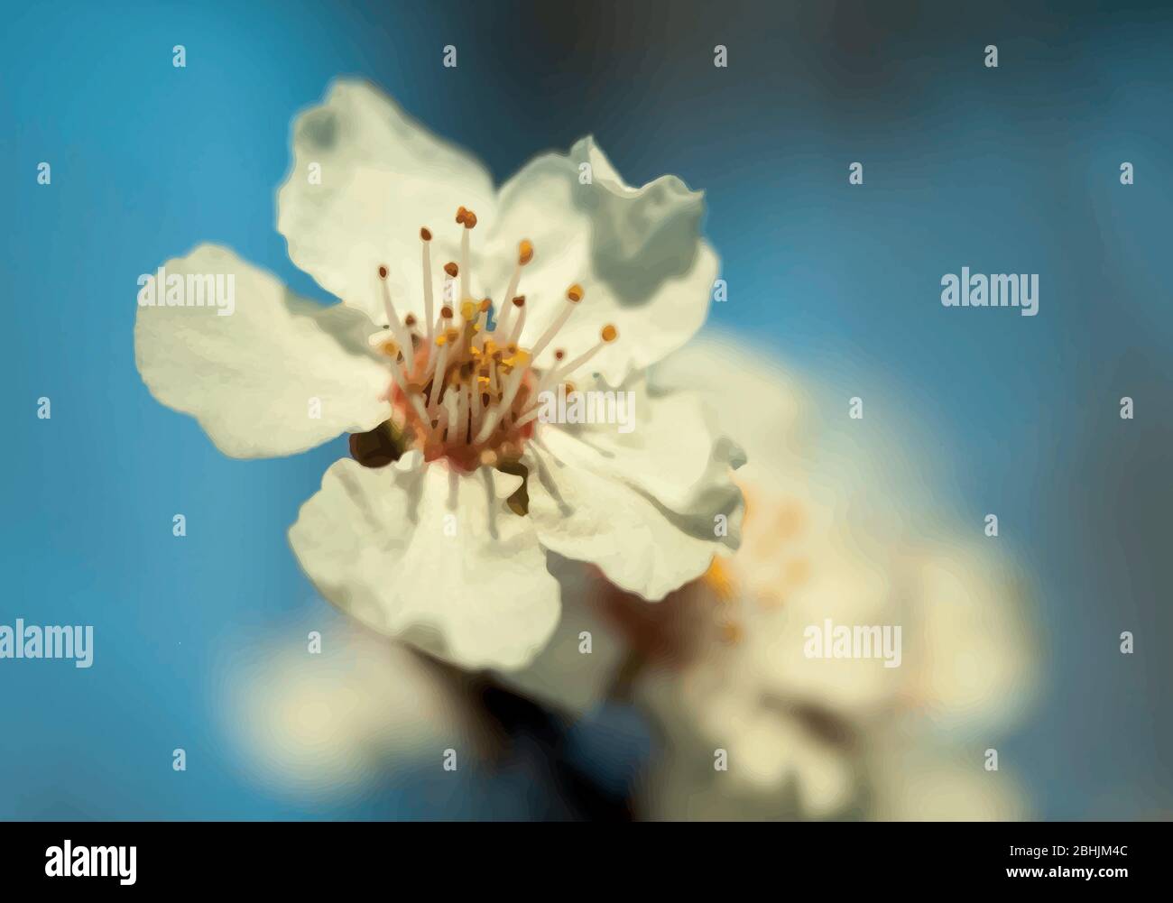 Plum tree in bloom Stock Vector Images - Alamy