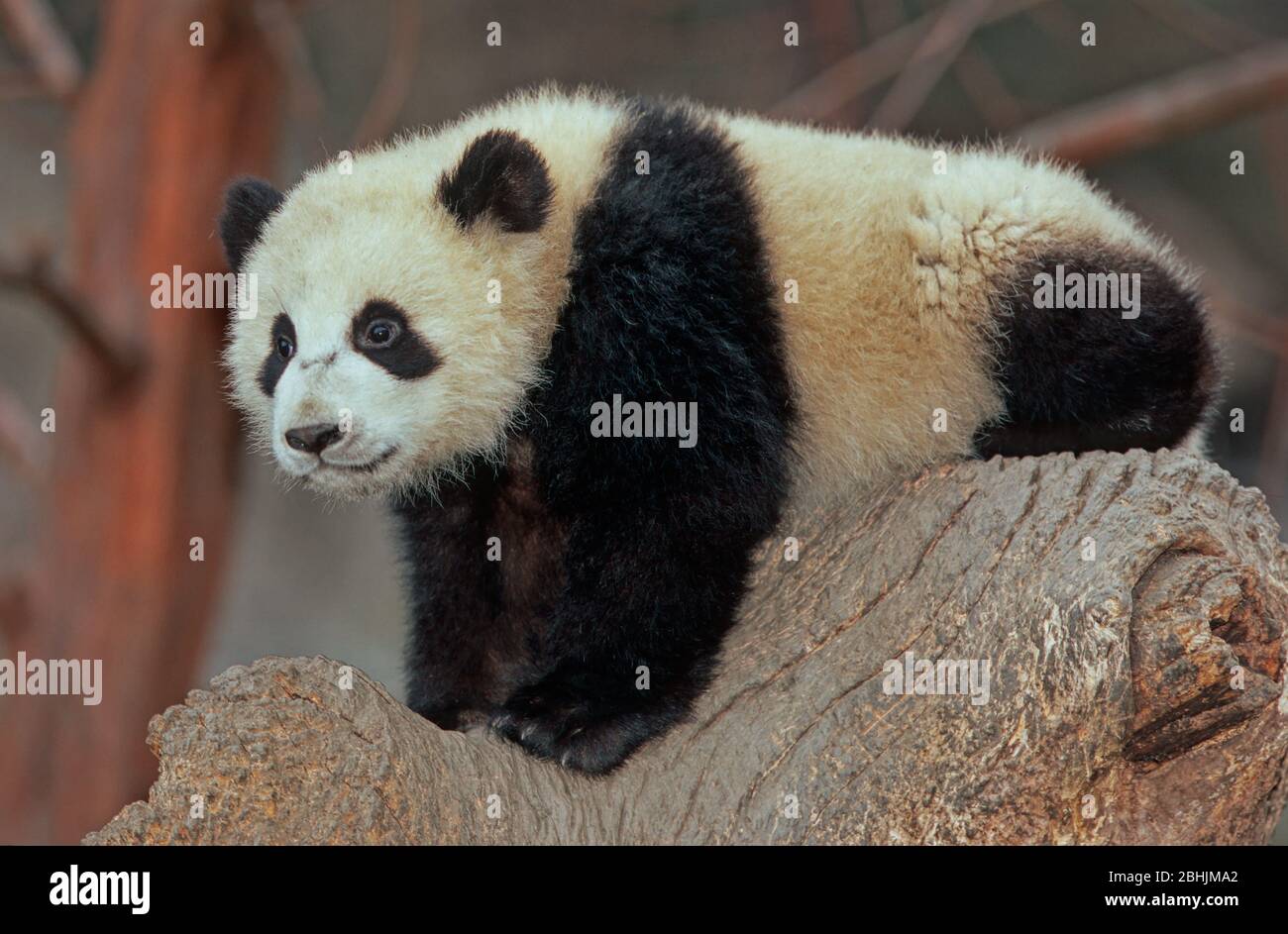 Wolong nature reserve red panda hi-res stock photography and images - Alamy