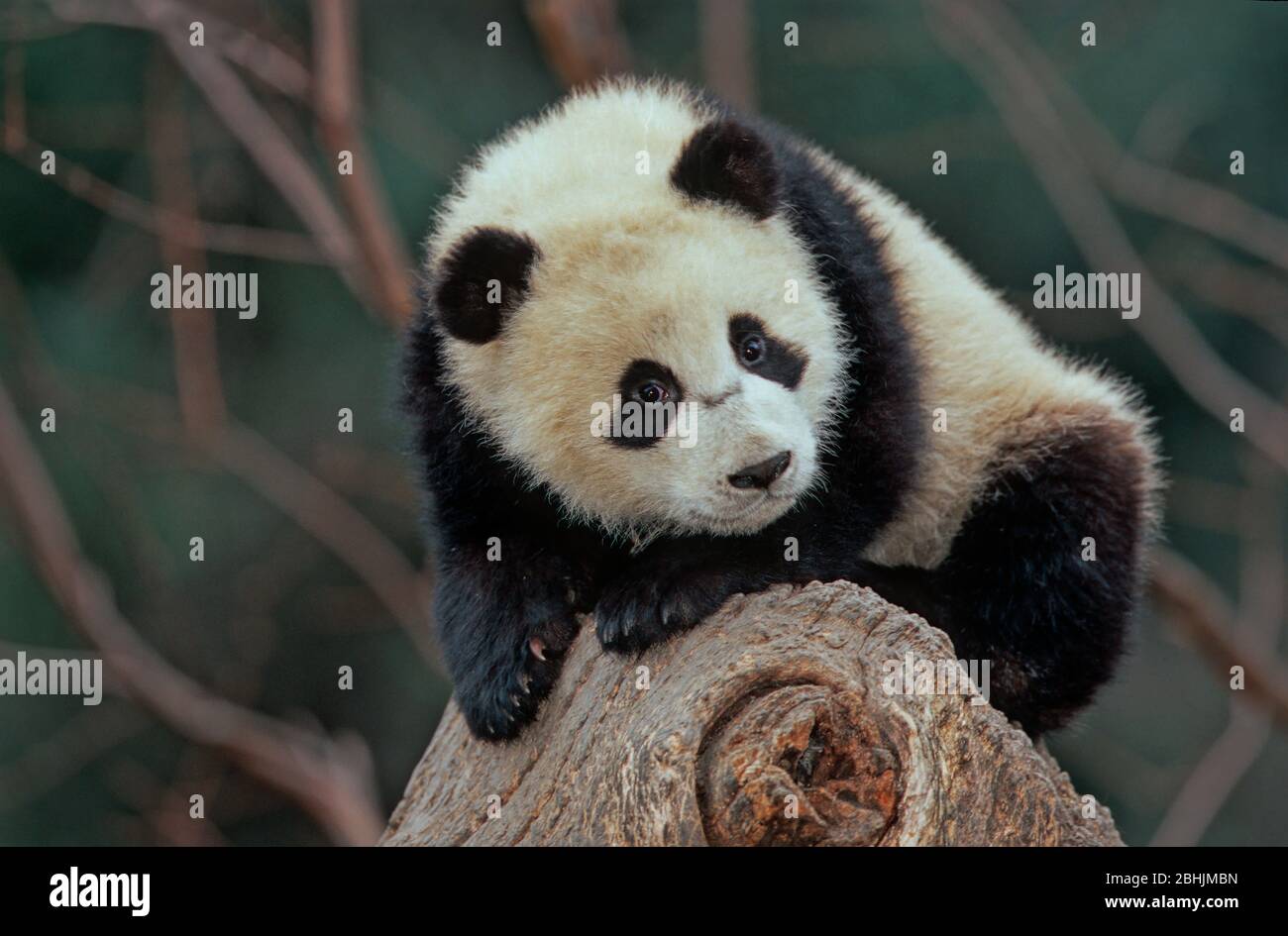 Wolong nature reserve red panda hi-res stock photography and images - Alamy
