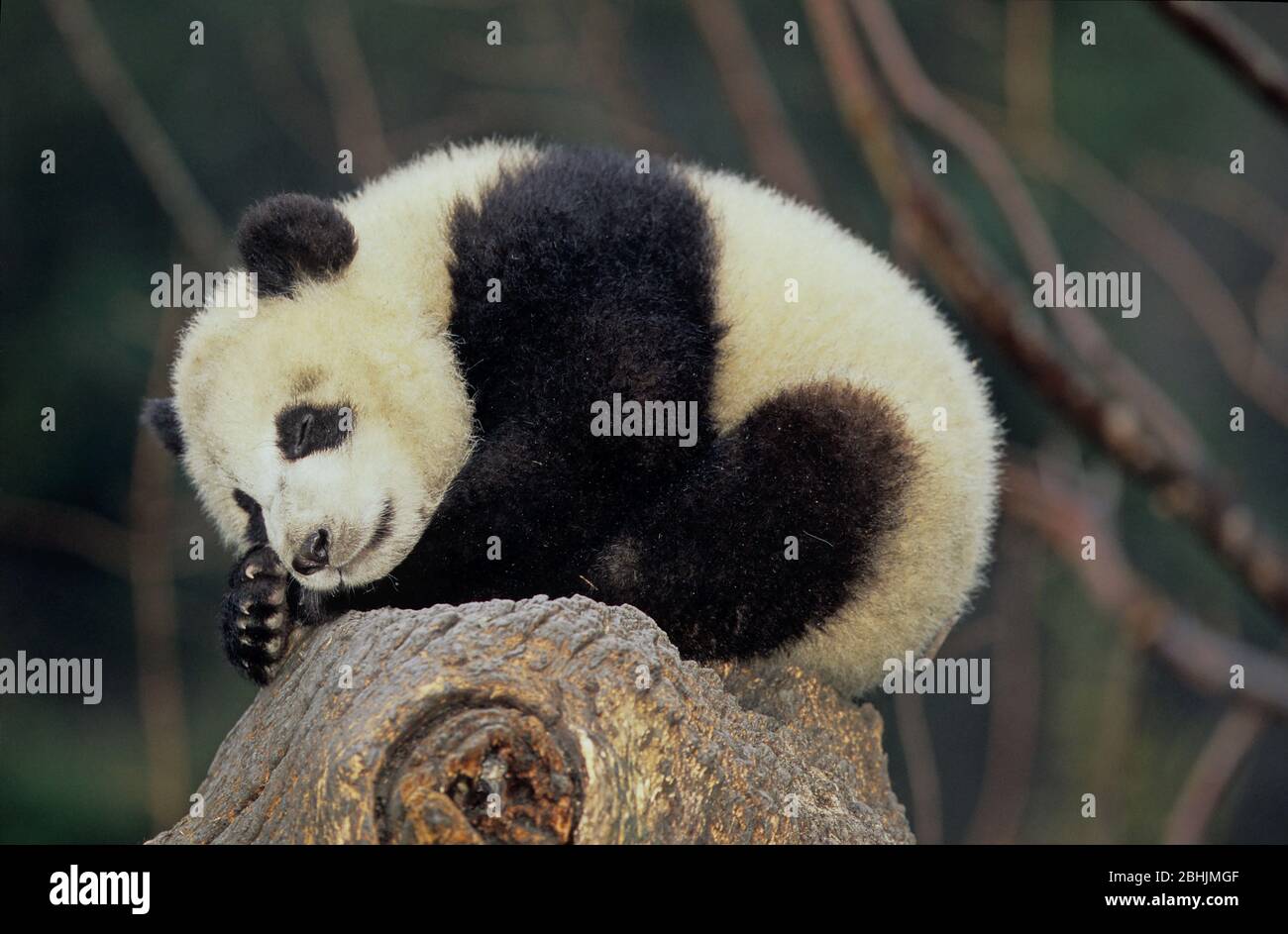 Chinese panda aggressive hi-res stock photography and images - Alamy