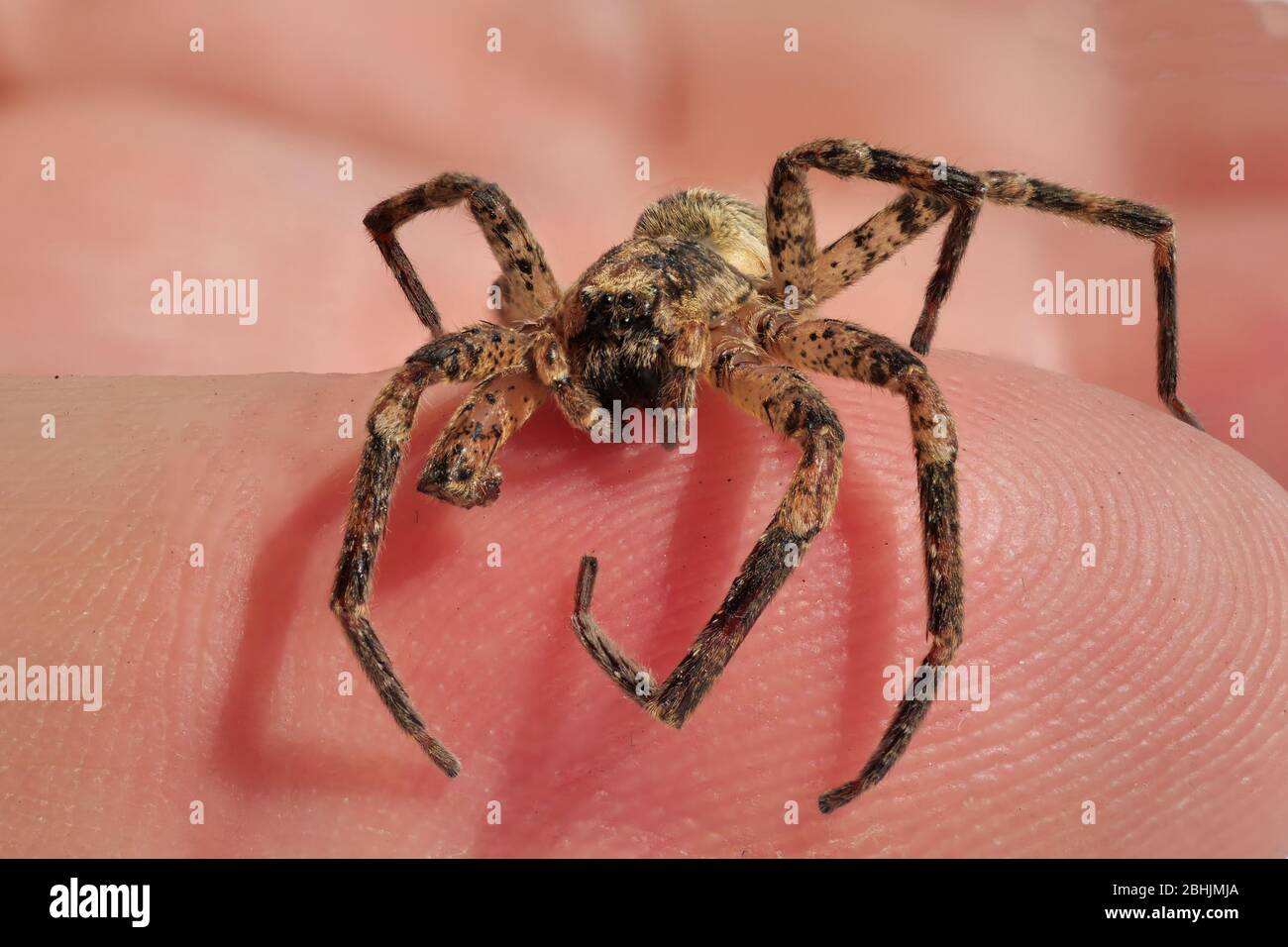 Isolated spider on finger Stock Photo - Alamy