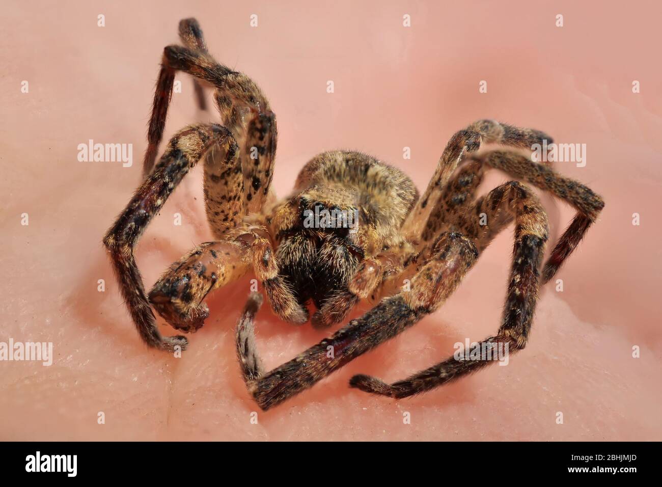 Isolated spider on finger Stock Photo - Alamy