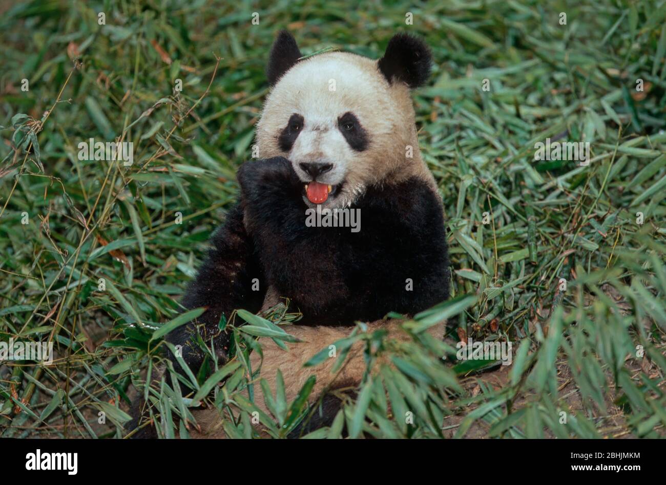 Chinese panda aggressive hi-res stock photography and images - Alamy