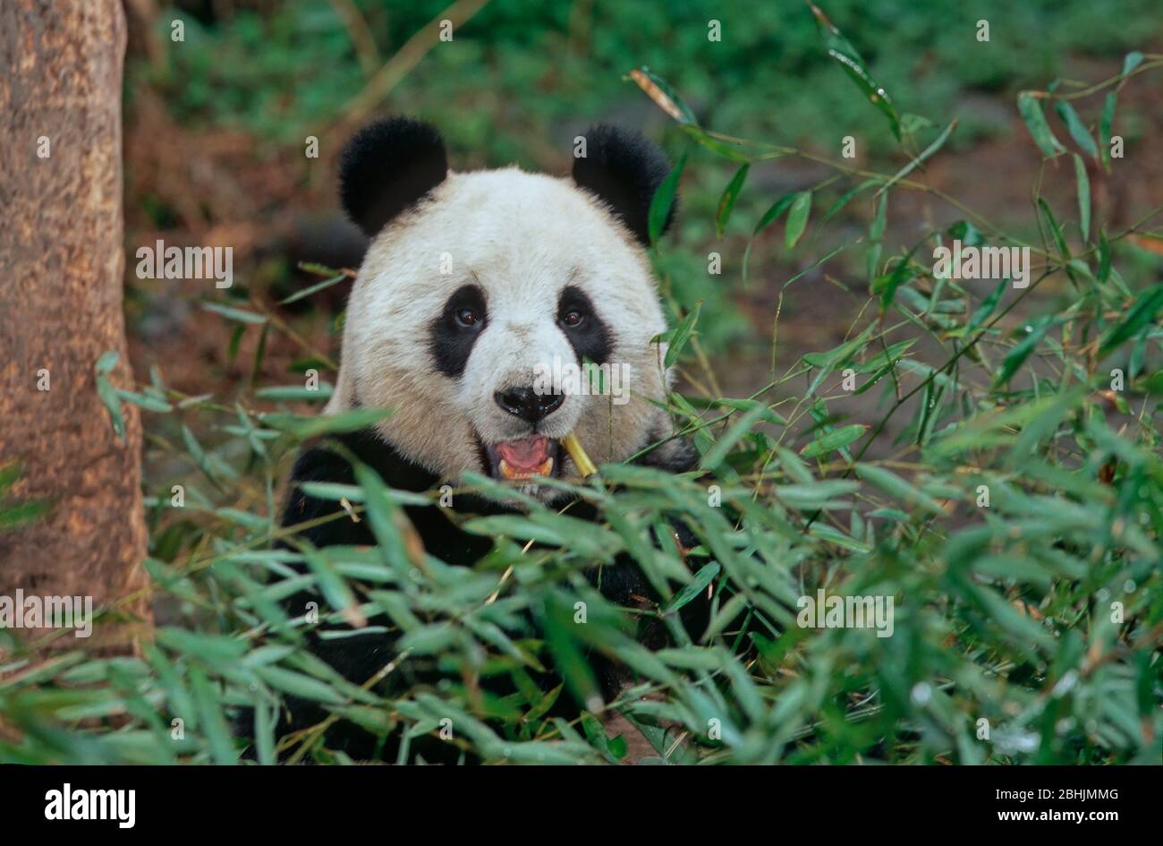 Wolong nature reserve red panda hi-res stock photography and images - Alamy