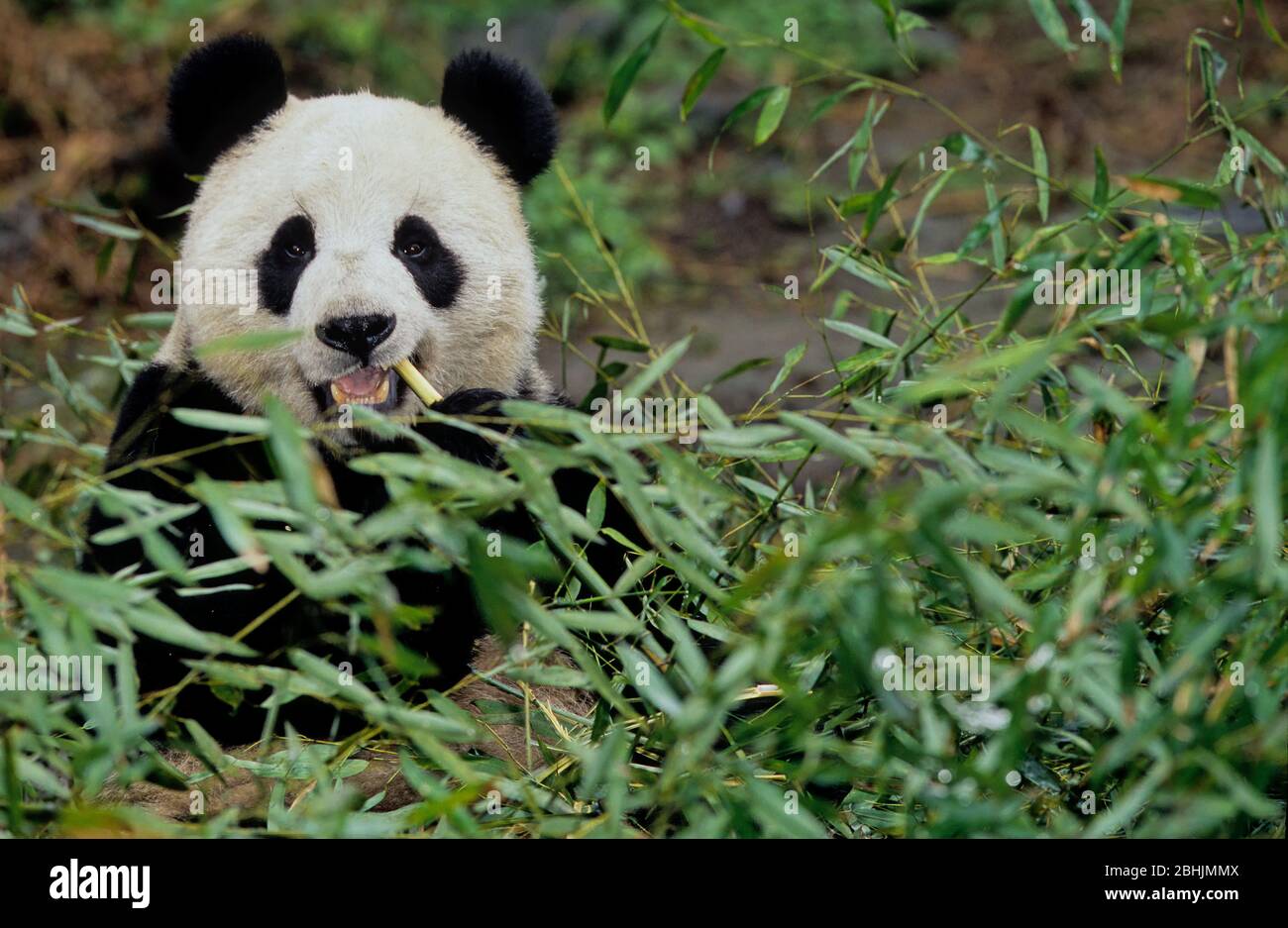 Wolong nature reserve red panda hi-res stock photography and images - Alamy