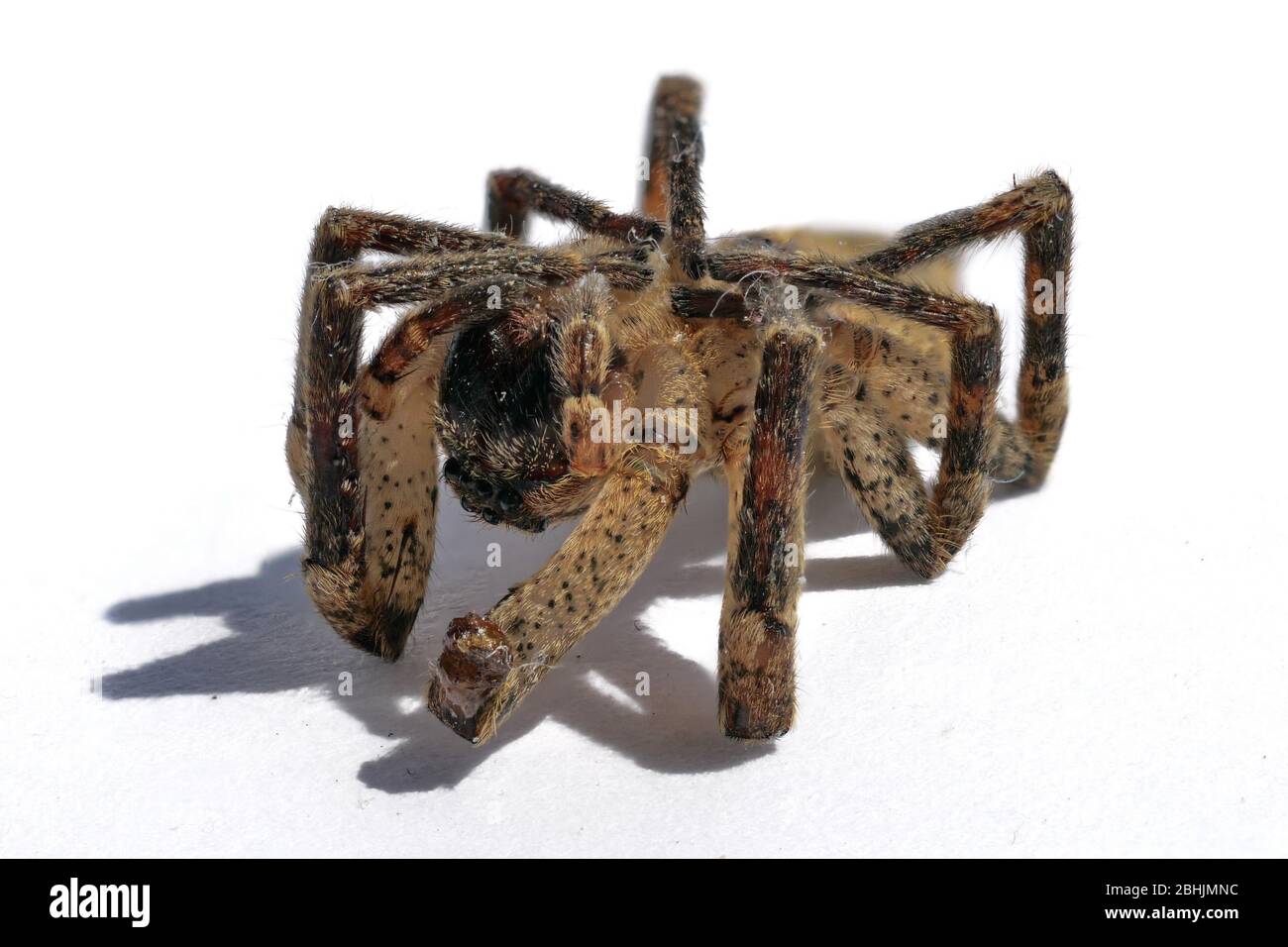 Isolated spider on white background Stock Photo - Alamy