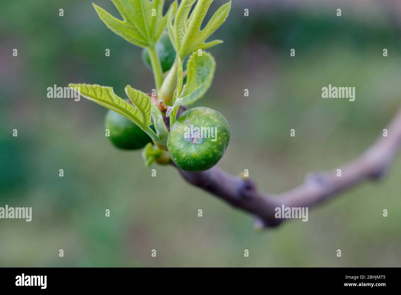 Small Fig Fruits on The Branch Close Up Stock Photo - Alamy