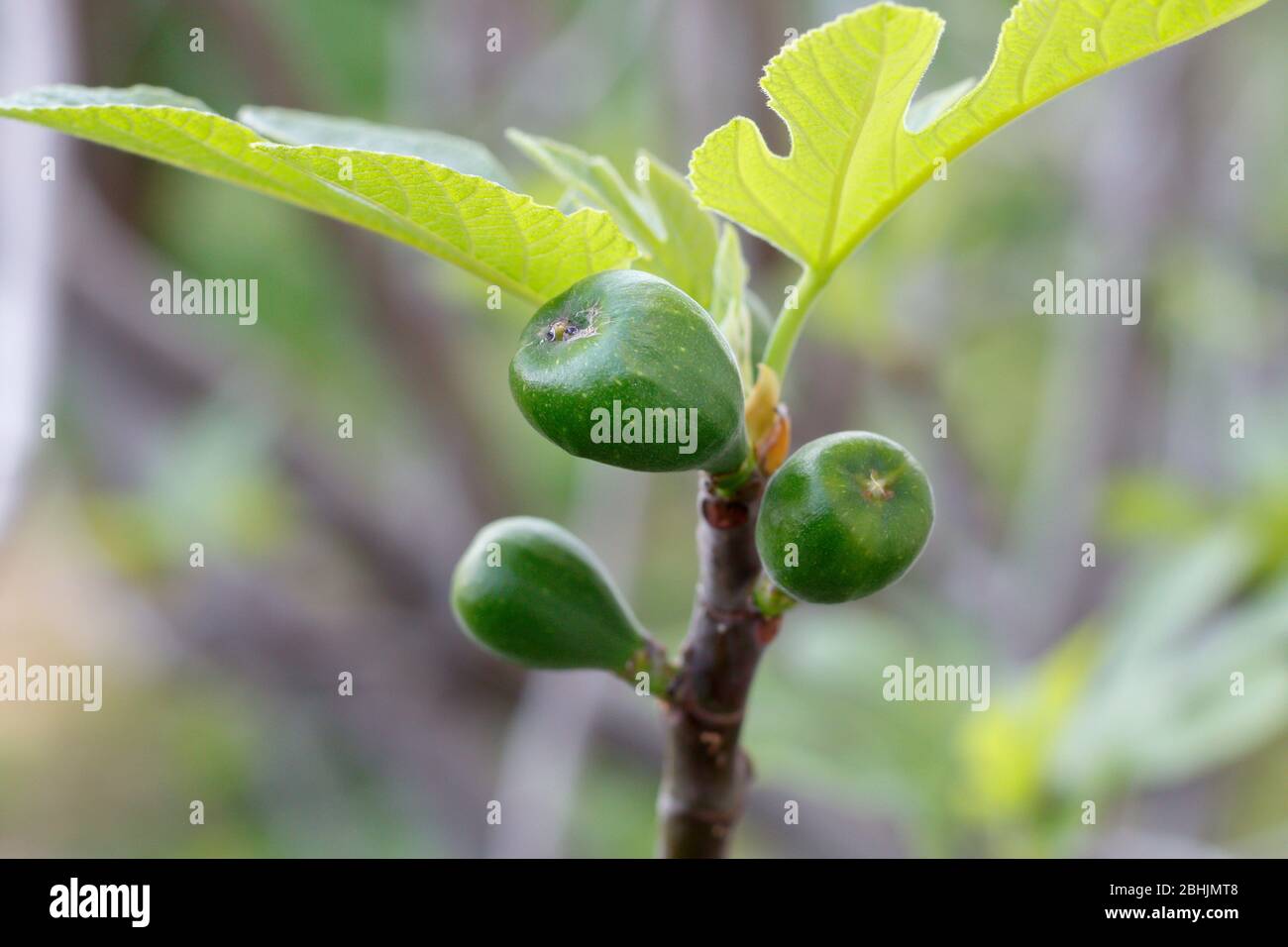 Small leaf fig hi-res stock photography and images - Alamy