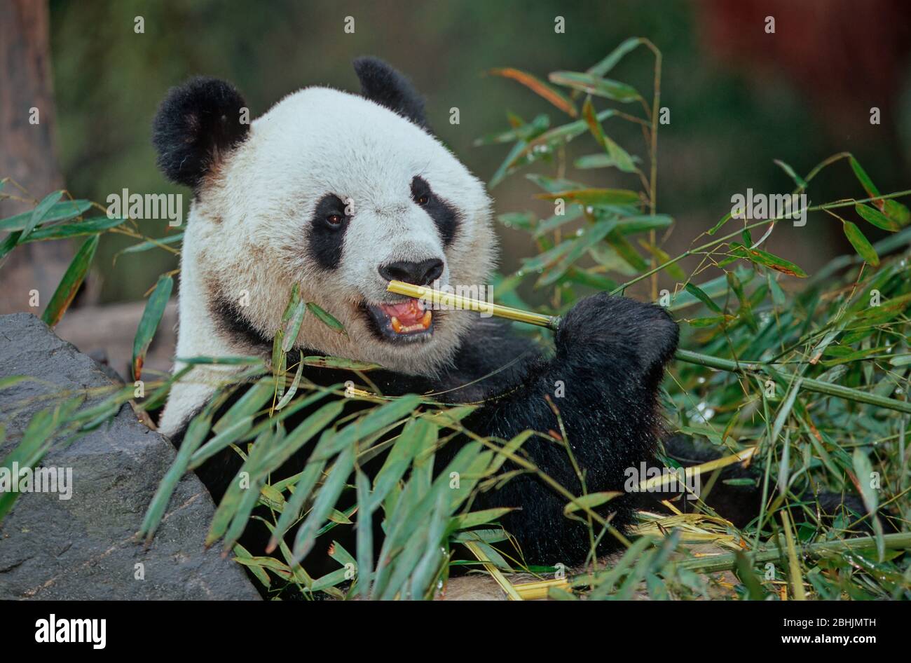 Chinese panda aggressive hi-res stock photography and images - Alamy