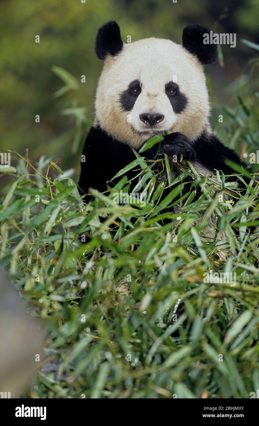 Wolong nature reserve red panda hi-res stock photography and images - Alamy
