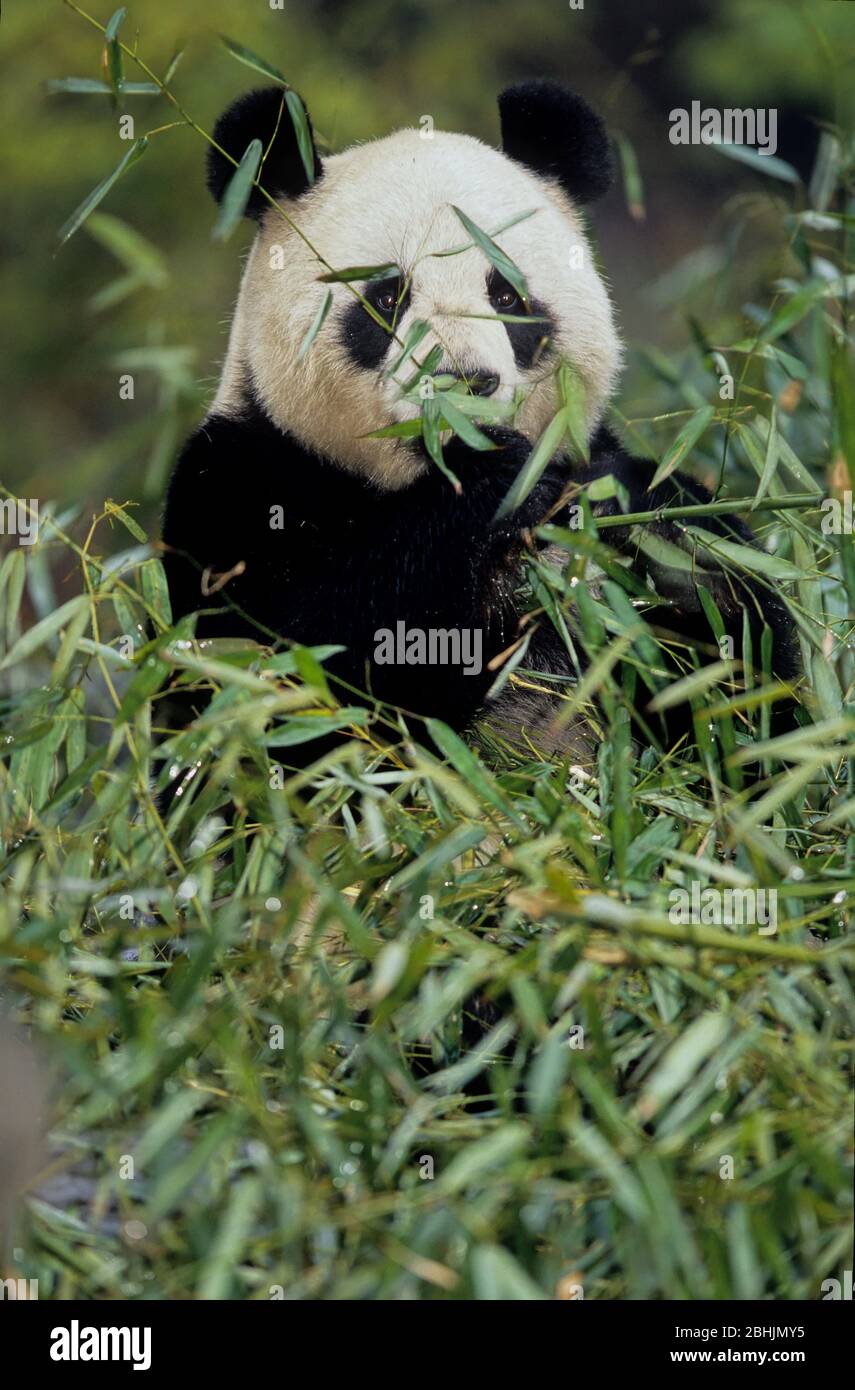 Chinese panda aggressive hi-res stock photography and images - Alamy