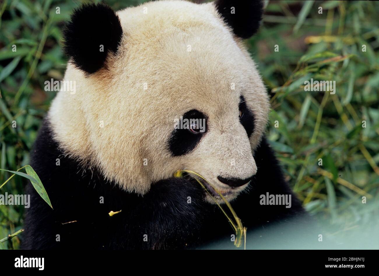 Cute giant panda color hi-res stock photography and images - Alamy